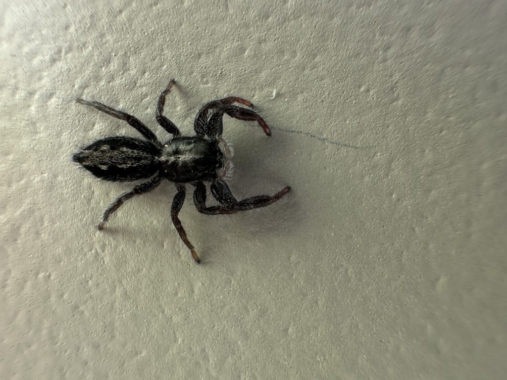 Ocrisiona leucocomis from Motuihe Island Recreation Reserve, Waitemata ...