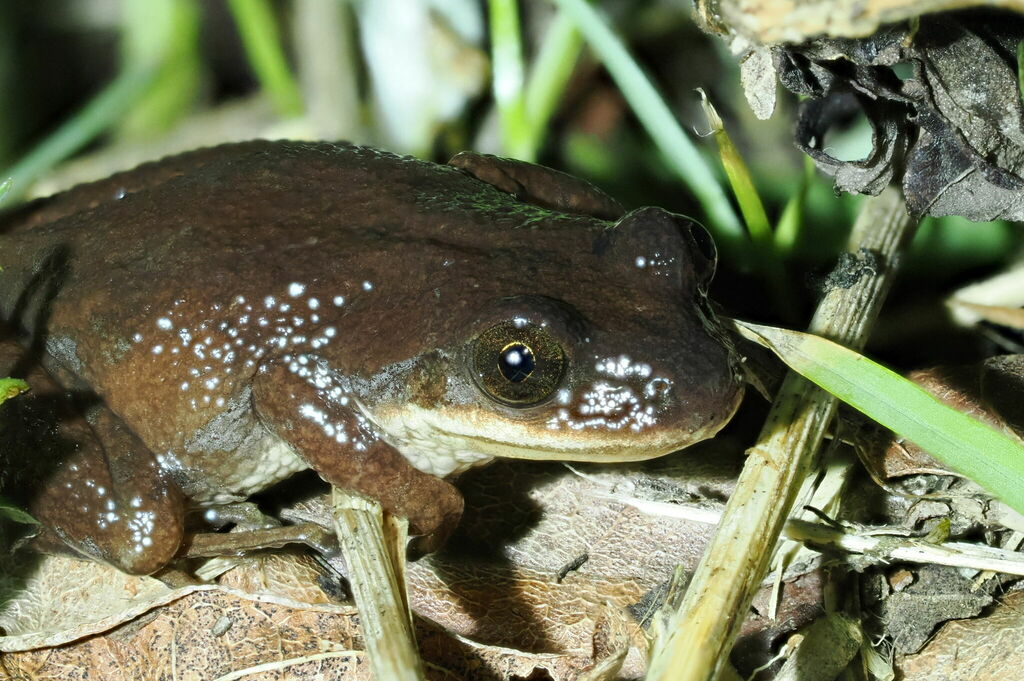 Upland Chorus Frog from Chapel Hill, NC, USA on January 30, 2024 at 09: ...
