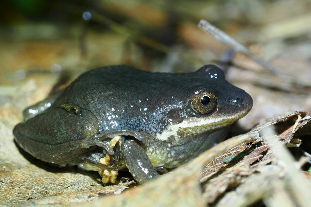 Upland Chorus Frog from Chapel Hill, NC, USA on January 30, 2024 at 09: ...