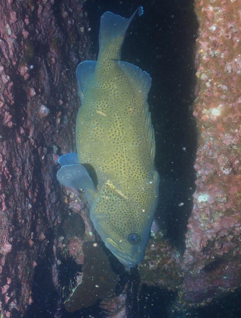 Eastern Wirrah from Montegue Island NSW, Australia on January 26, 2024 ...