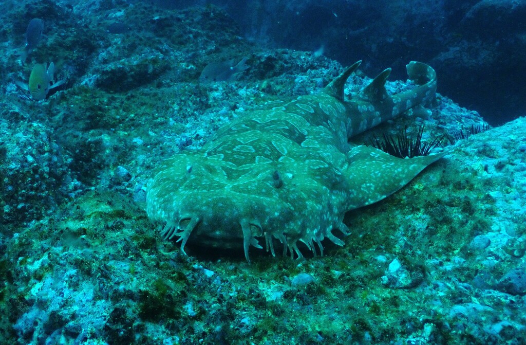 Spotted Wobbegong from Montegue Island NSW, Australia on January 27 ...