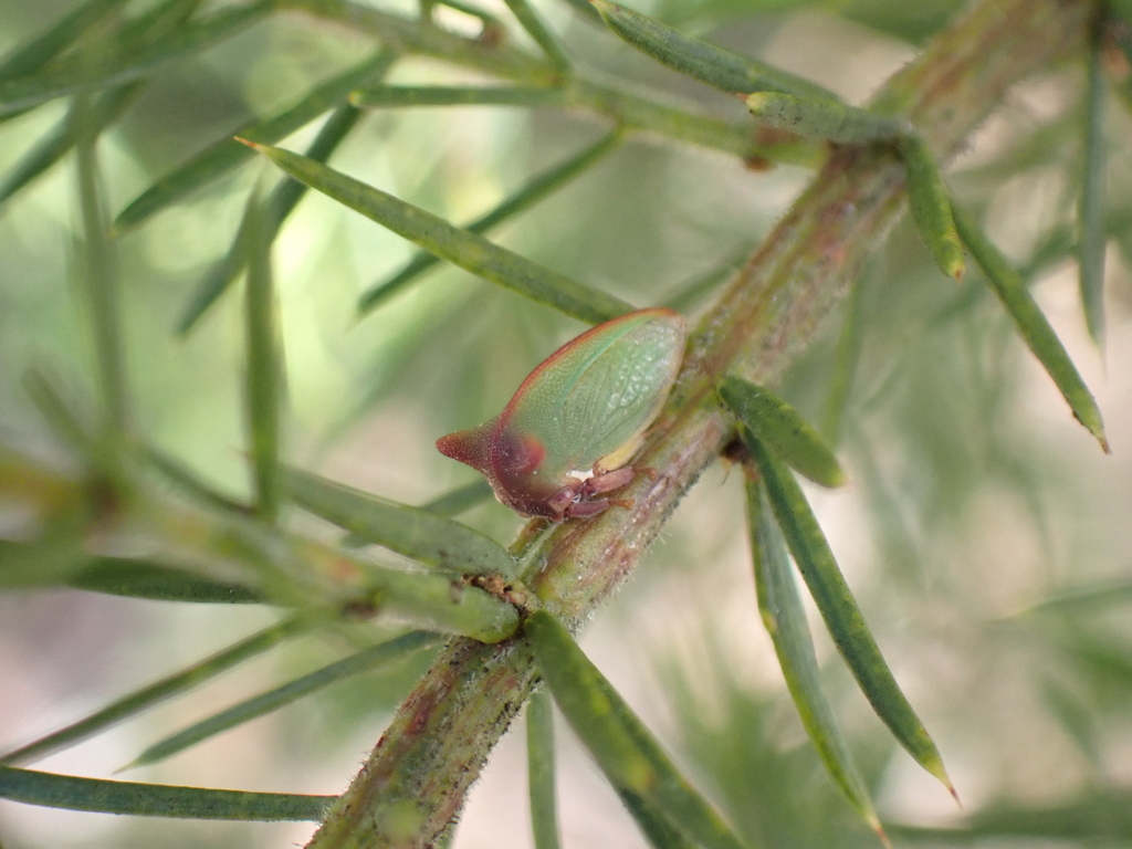 Green Treehopper from Beek Beek Reserve on January 31, 2024 at 01:58 PM ...