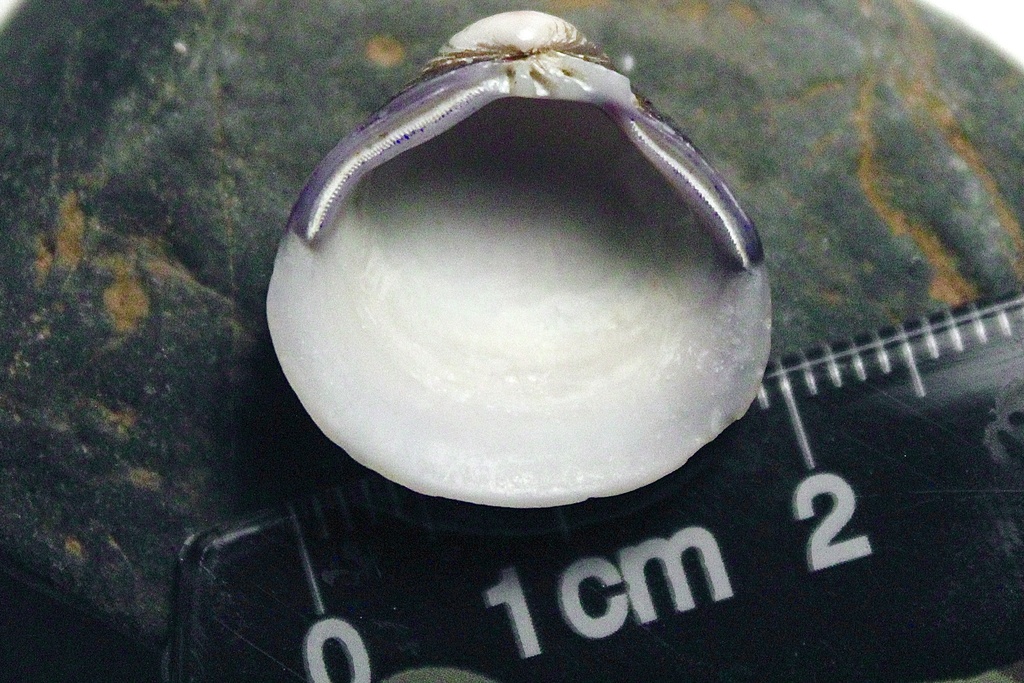 Corbicula leana from Salt Fork, Fairmount, IL, US on April 30, 2019 at 03:41 PM by L.J. Lamera ...