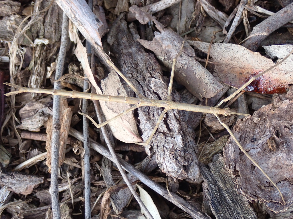 Margin-winged Stick Insect from Beek Beek Reserve on January 31, 2024 ...