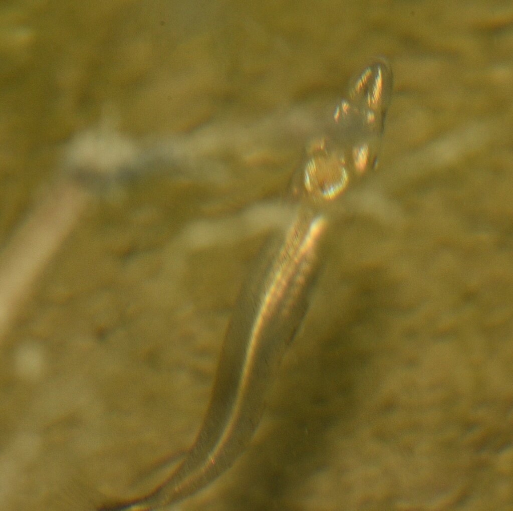 Pike Topminnow from Miami-Dade County, FL, USA on January 27, 2024 at ...