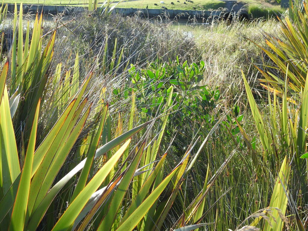 coastal wattle from Foxton Beach, New Zealand on January 31, 2024 at 07 ...