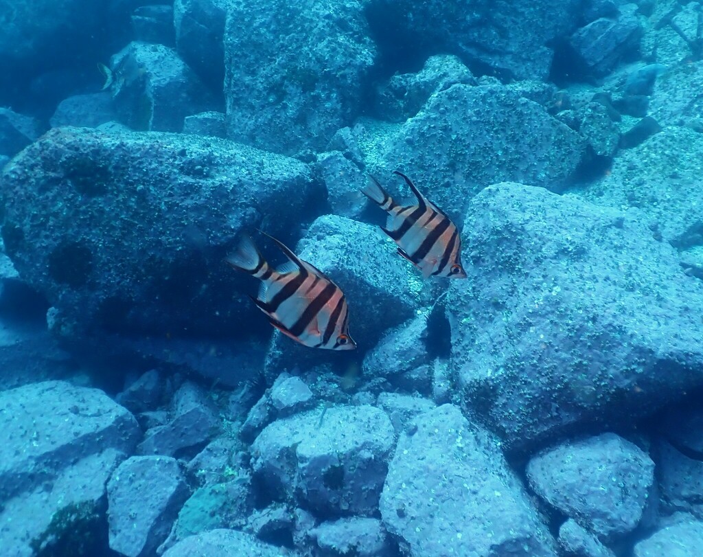 Old Wife from Montegue Island NSW, Australia on January 28, 2024 at 08: ...