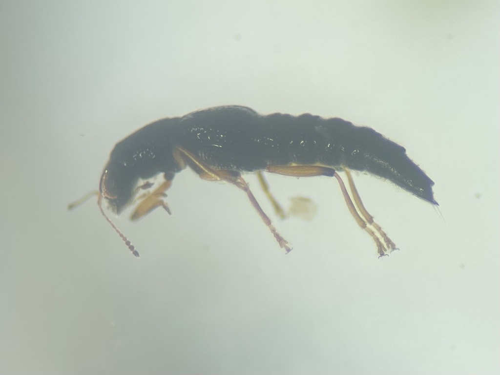 Stenus from Christmas, FL, US on April 27, 2023 at 11:46 AM by ...