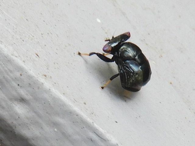 Asyntona paradoxa from Conway QLD 4800, Australia on January 27, 2024 ...