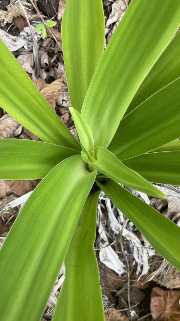 monocots from Mon Repos Conservation Park, Mon Repos, QLD, AU on ...