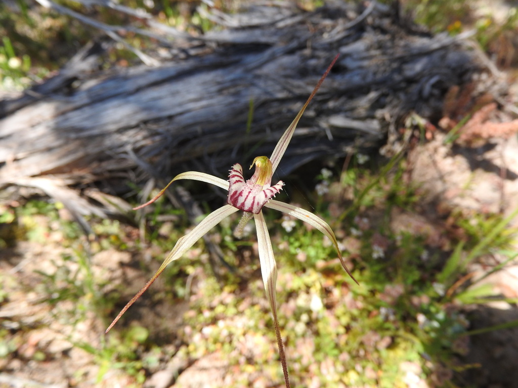 Drooping spider orchid from Karlgarin WA 6358, Australia on September ...