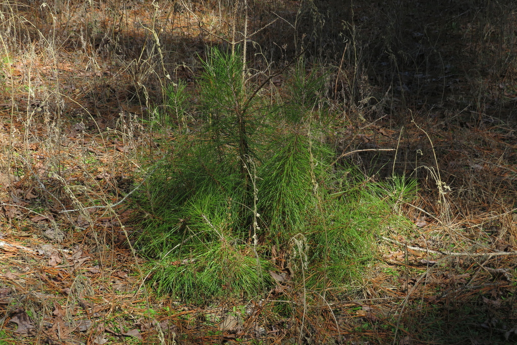 shortleaf pine in January 2024 by David A. Harrison. Bush phase ...
