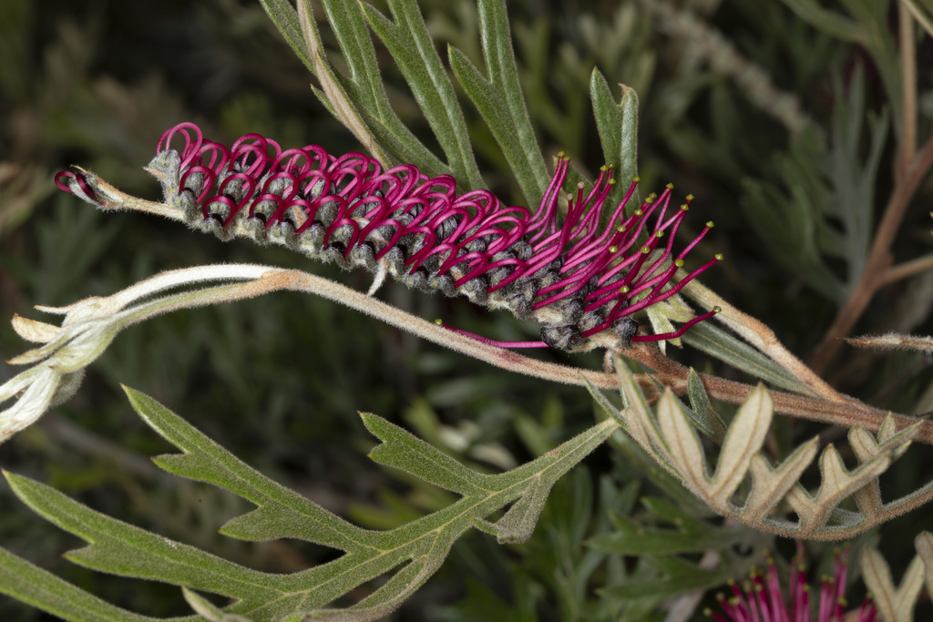 Grevillea beadleana in January 2024 by quinkin · iNaturalist