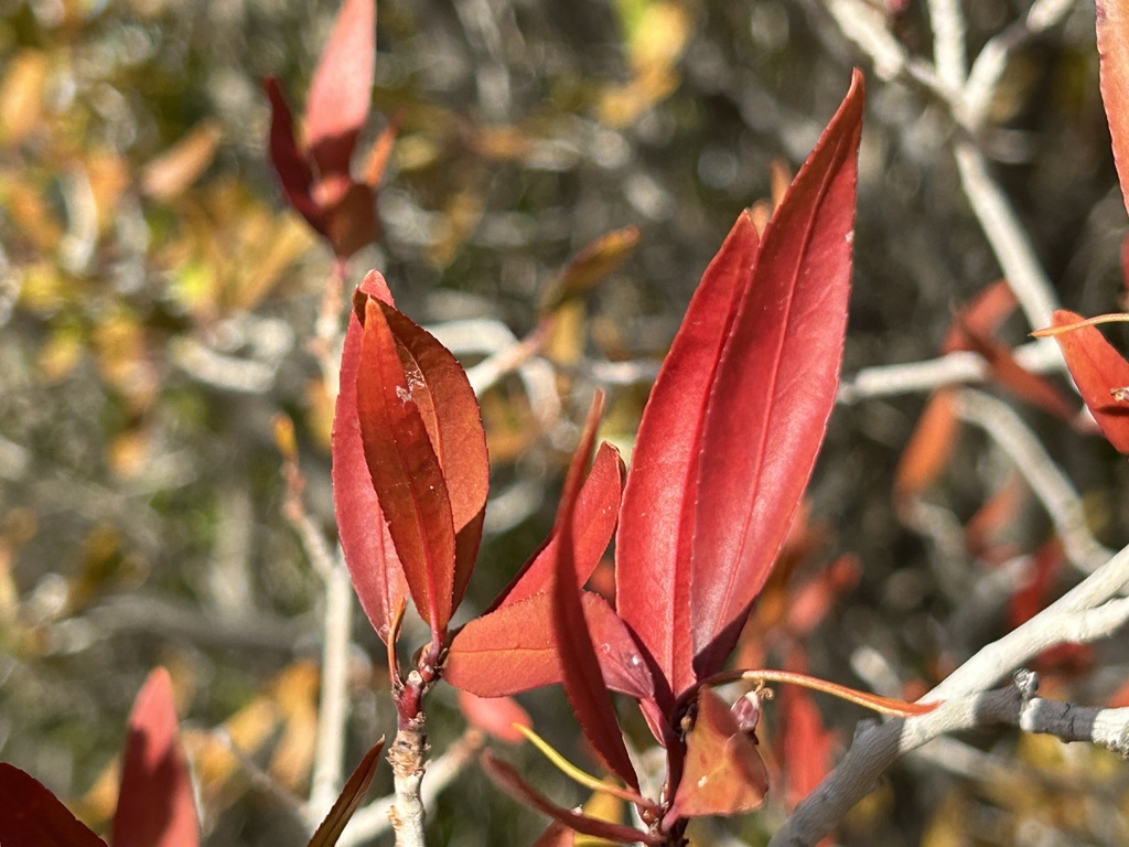 arrow poison plant from Sonoran Desert National Monument, Maricopa, AZ ...