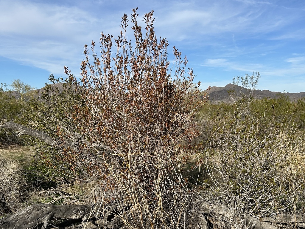 arrow poison plant from Sonoran Desert National Monument, Maricopa, AZ ...