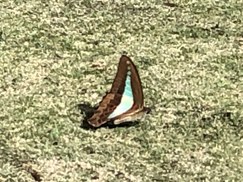 Blue Triangle Butterfly from Ringway Pl, Chapel Hill, QLD, AU on 31 ...