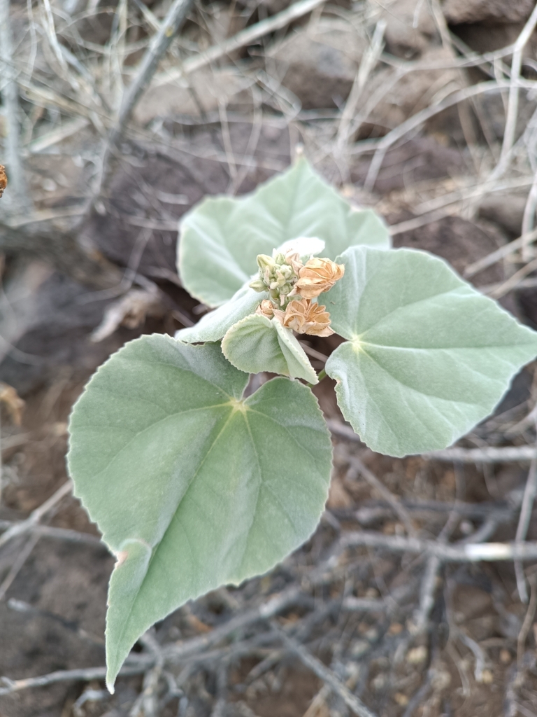 Yellowflower Indian Mallow from 84655 Son., México on January 30, 2024 ...