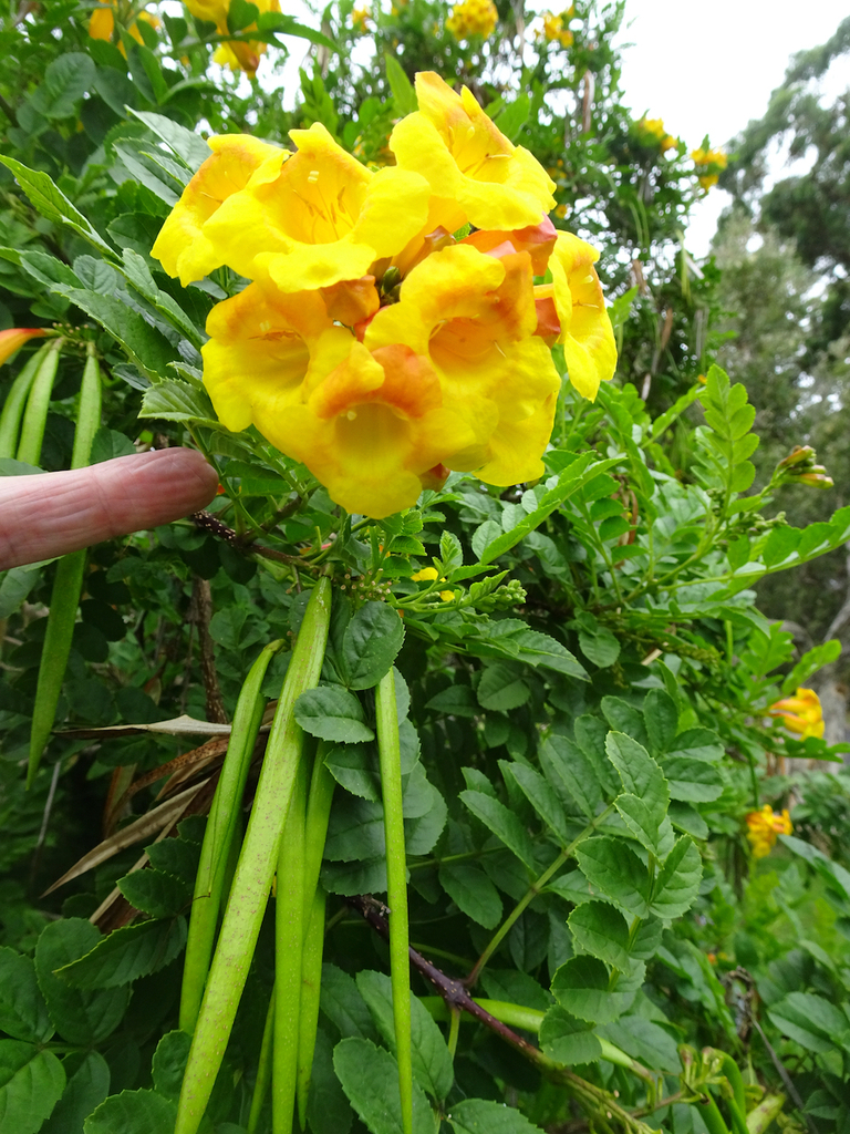 yellow trumpet flower from Narooma NSW 2546, Australia on January 31 ...