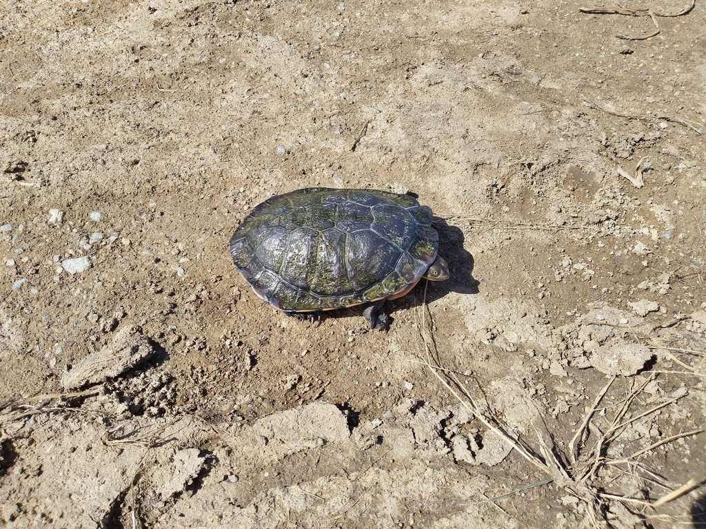 Common Snake-necked Turtle from Brisbane QLD, Australia on January 31 ...