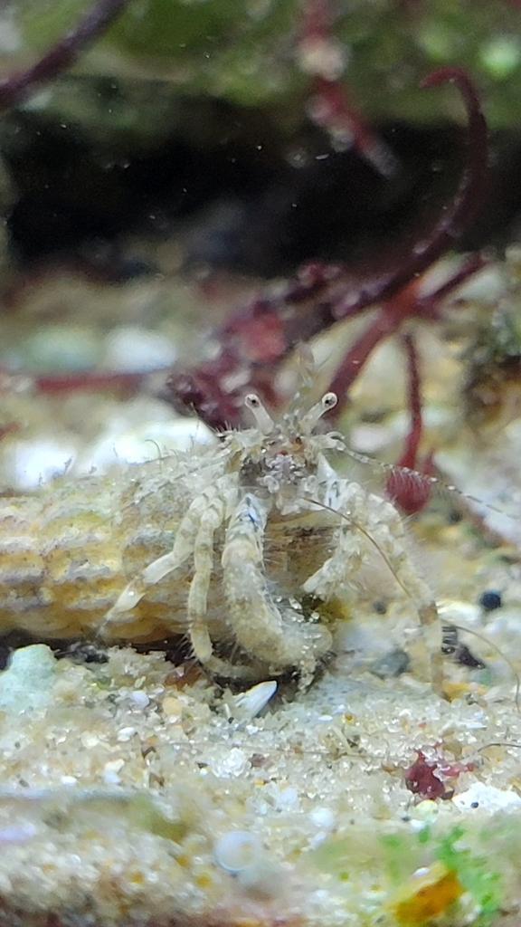 Pagurus maclaughlinae from Cameron County, US-TX, US on January 1, 2024 ...