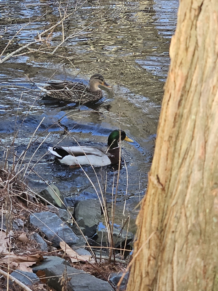 Mallard from Salisbury, MD, USA on January 26, 2024 at 03:37 PM by ...
