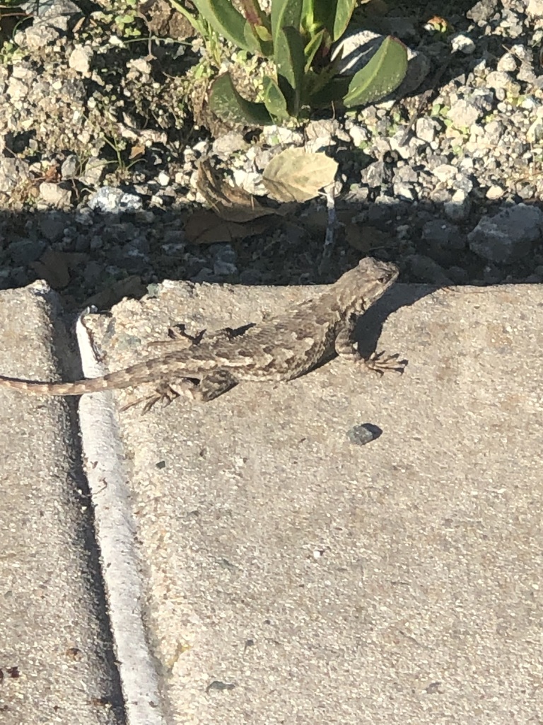 Coast Range Fence Lizard From Marina Ca Usa On January 28 2024 At 0304 Pm By Moodya211 Not