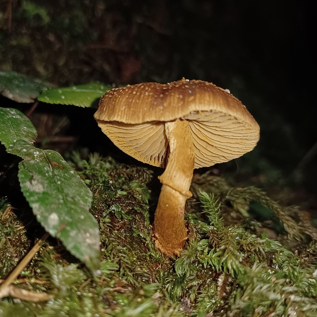 Descolea recedens from Blue Mountains Nat'l Park NSW 2787, Australia on ...