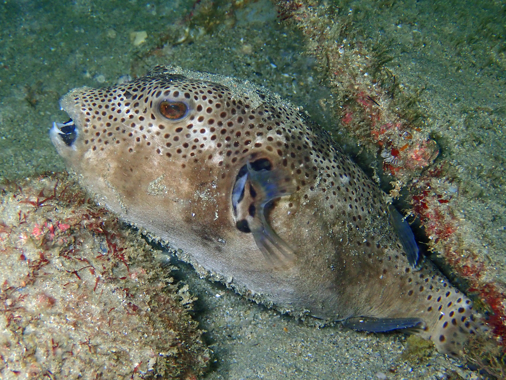 Starry Puffer from Sunshine Coast QLD, Australia on January 30, 2024 at ...