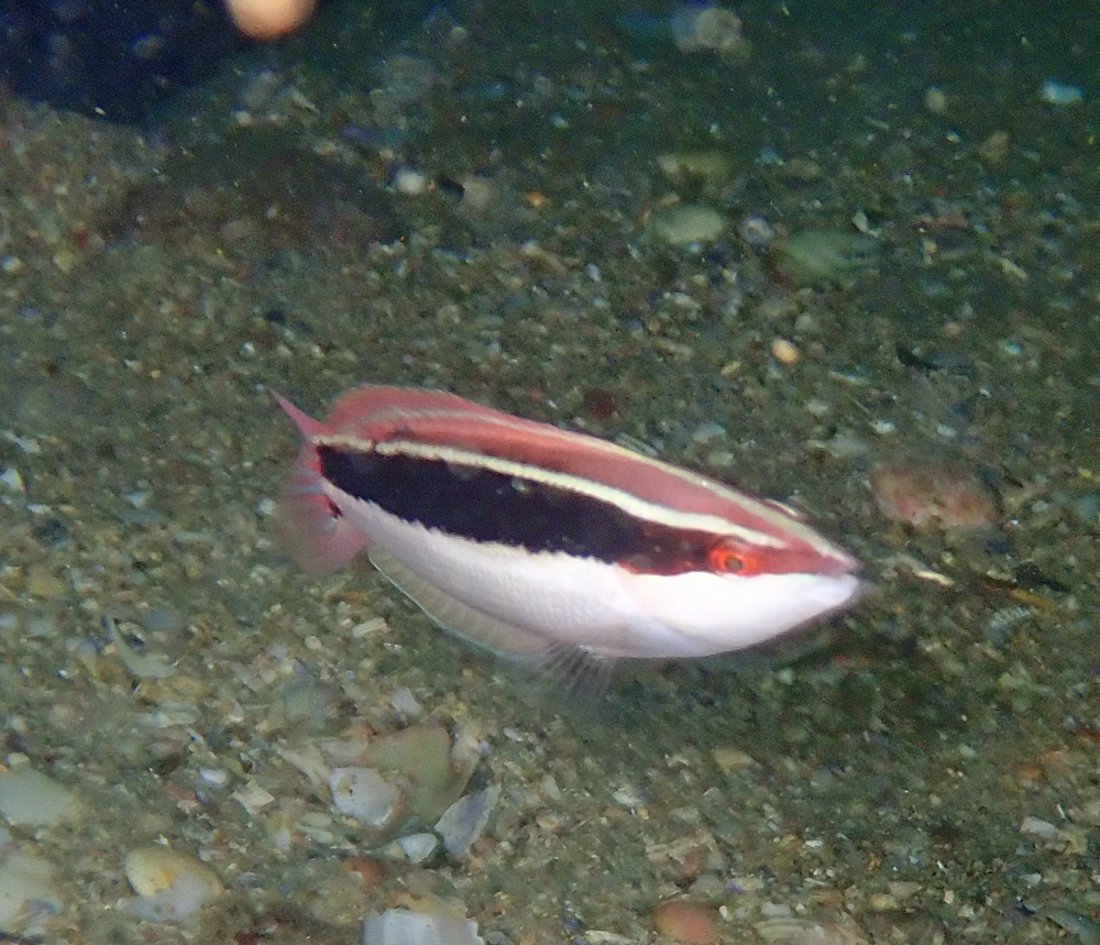 Pixy Wrasse from Sunshine Coast QLD, Australia on January 30, 2024 at ...