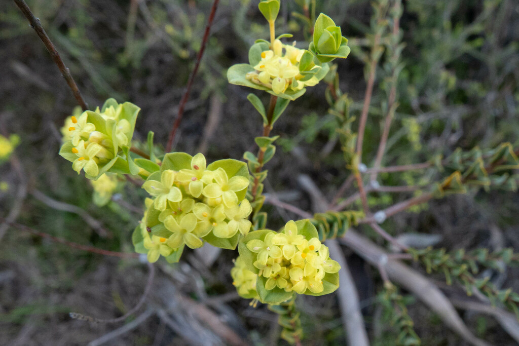 yellow rice-flower from Douglas VIC 3409, Australia on September 28 ...