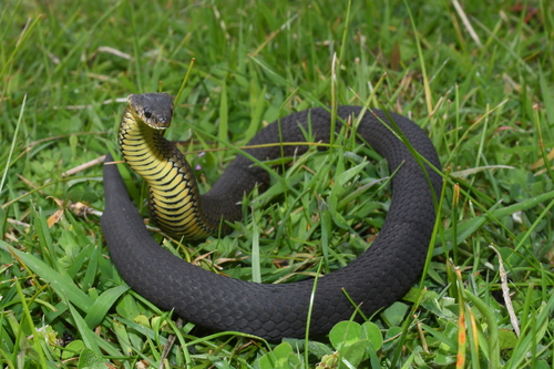 Short-nosed Snake (Elapognathus minor) - Snakes and Lizards
