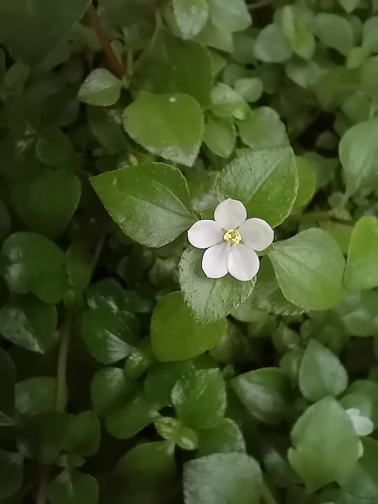 Calvoa from Caué, São Tomé e Príncipe on January 31, 2024 at 07:40 AM ...