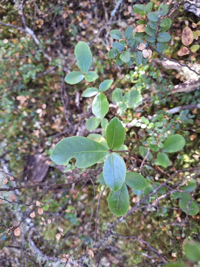Mountain Five Finger from St James Range 7395, New Zealand on January ...