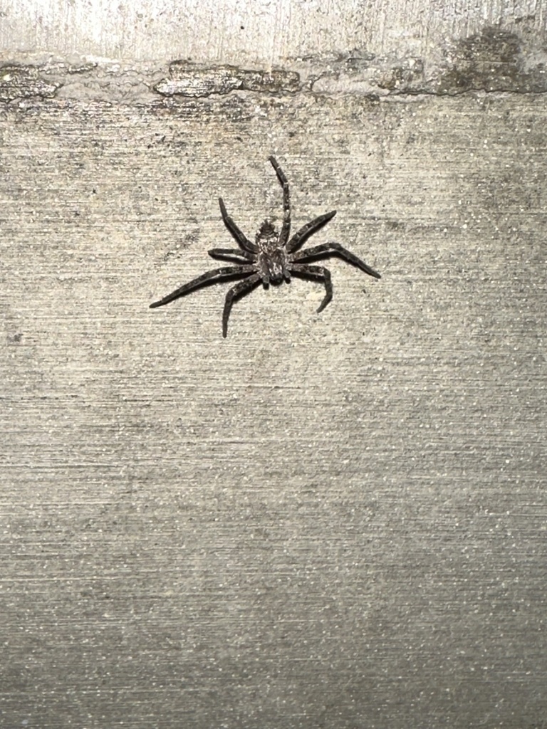 RTA Clade Spiders from Spyglass Dr, Eugene, OR, US on January 29, 2024 ...