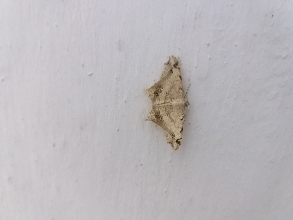 Chiasmia emersaria from Kadapara, Phool Bagan, Kankurgachi, Kolkata ...