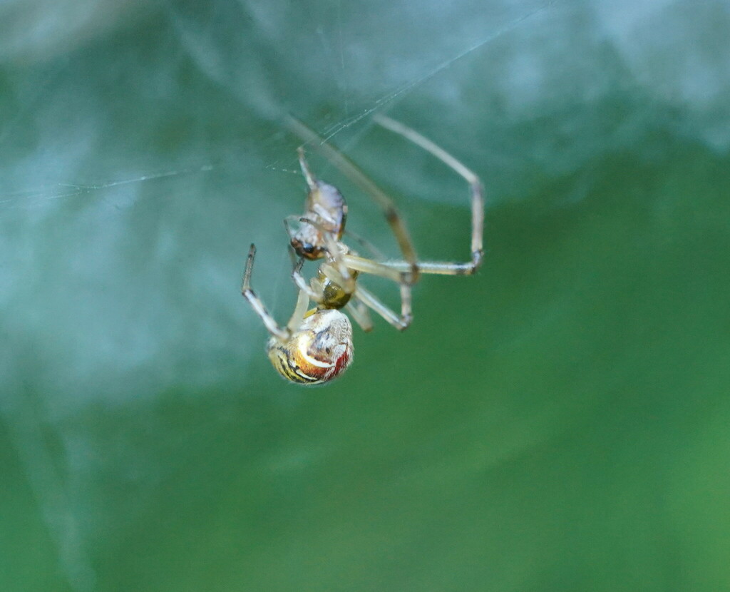 Typical Cobweb Spiders from Narre Warren North VIC 3804, Australia on ...