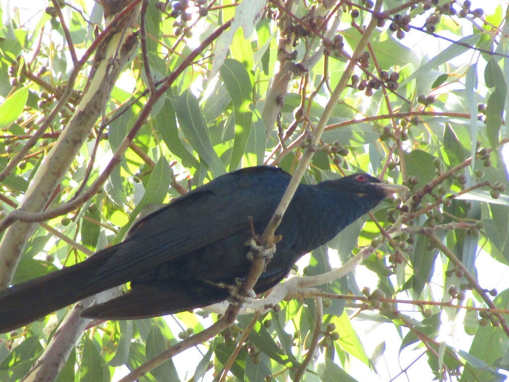 Pacific Koel from Tumbarumba NSW 2653, Australia on January 31, 2024 at ...