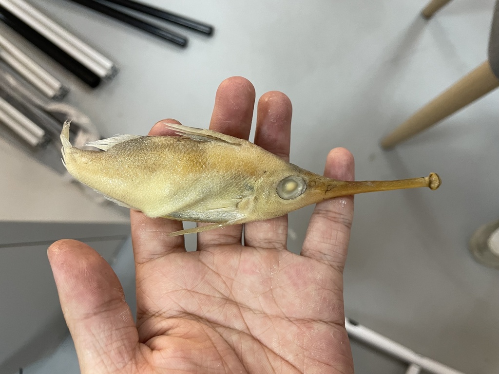 Alcock's Spikefish in January 2024 by Alex Pintsen JIN. specimen preserved in alcohol · iNaturalist