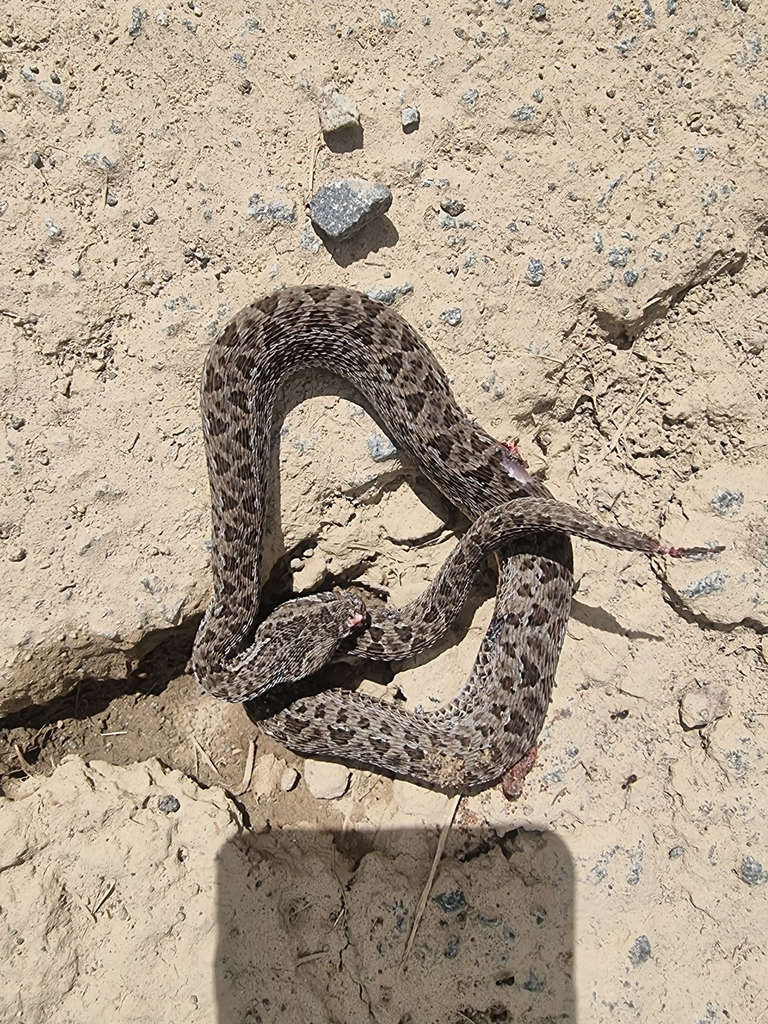 Berg Adder in January 2024 by Frank Gaude · iNaturalist