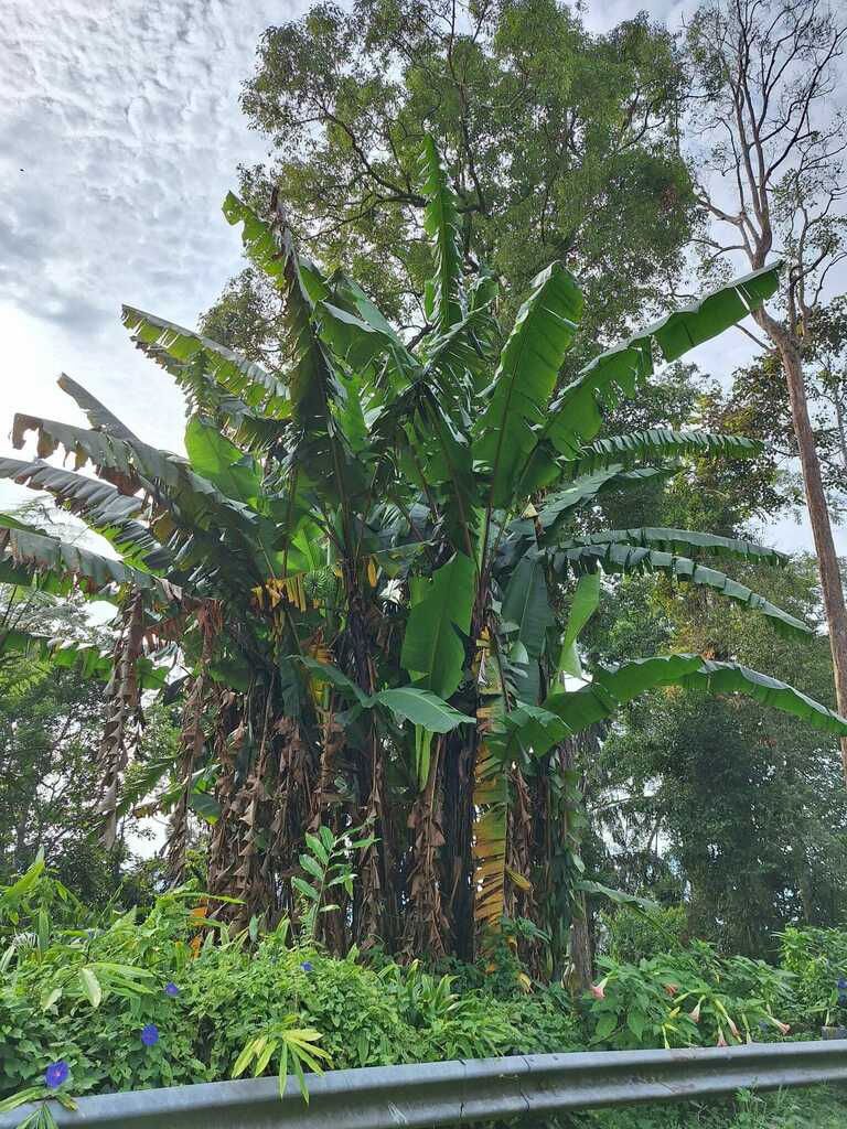 (Musa acuminata truncata) - Botanical Realm