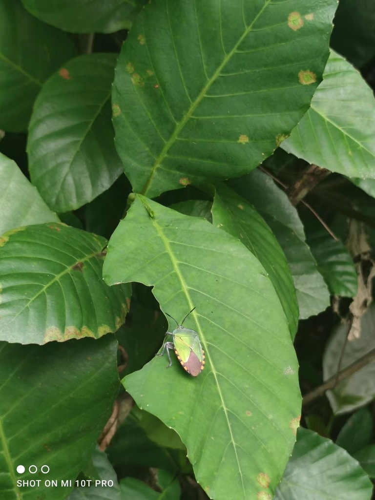 Giant Shield Bug from 25 Lower Kent Ridge Rd, Singapore 119081 on ...