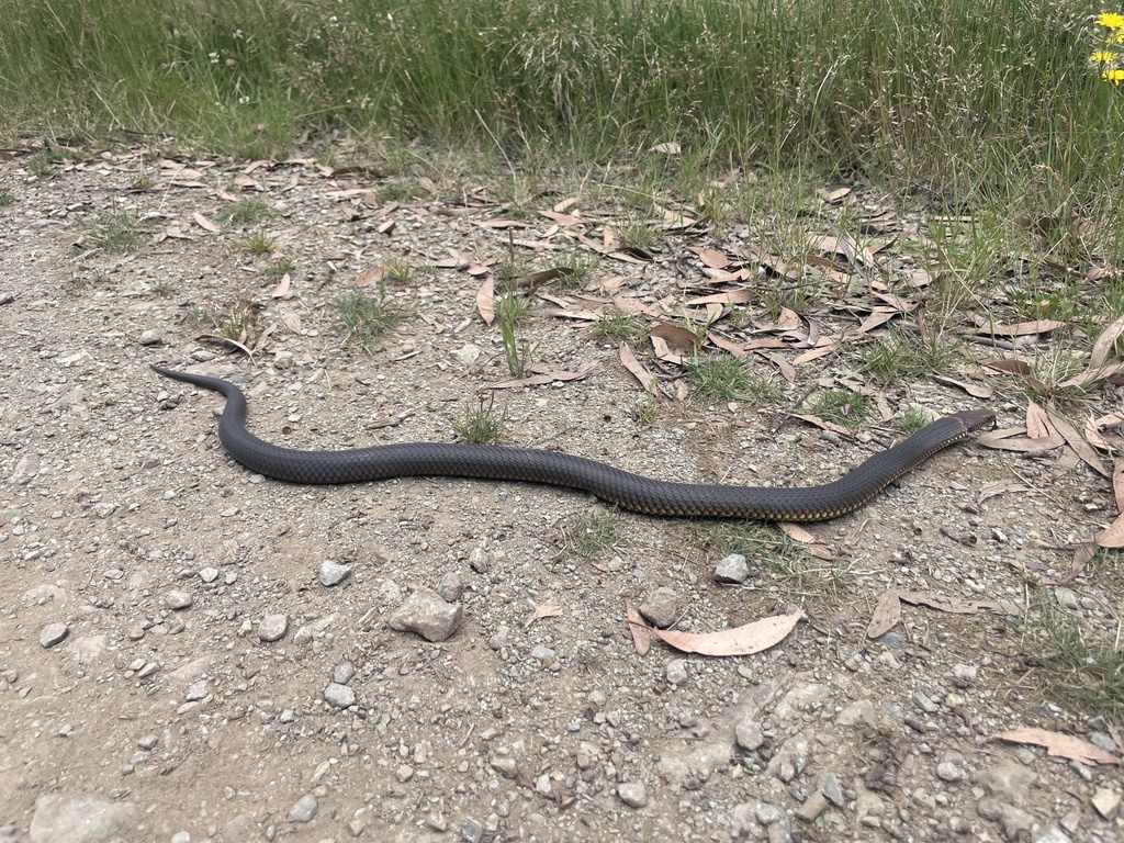 Highlands Copperhead from Alpine National Park, Hotham Heights, VIC, AU ...