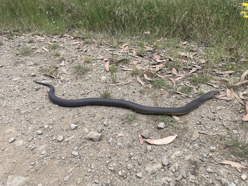 Highlands Copperhead (Austrelaps ramsayi) - Snakes and Lizards