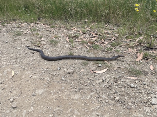 Highlands Copperhead (Austrelaps ramsayi) - Snakes and Lizards