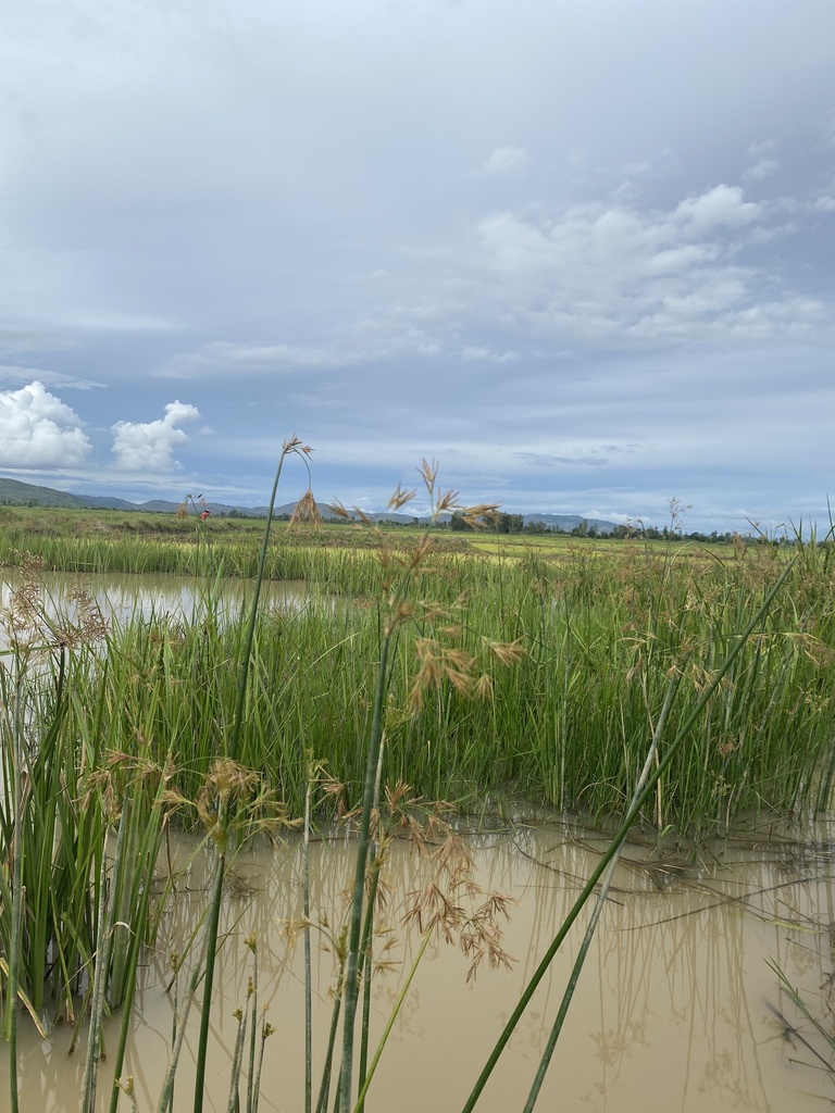 Papyrus sedge from Alaotra-Mangoro, MG-TM, MG on January 21, 2024 at 04 ...