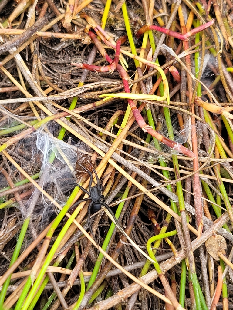 Ground Spiders from South Cape DC, South Africa on January 28, 2024 at ...