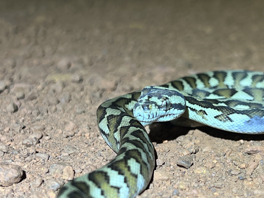 Carpet Python from Peninsula Development Rd, Injinoo, QLD, AU on June ...