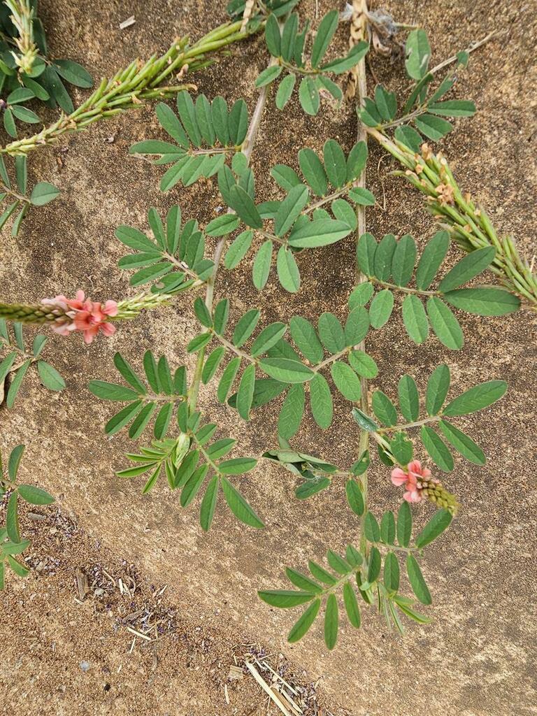 trailing indigo from Ehlanzeni District Municipality, South Africa on ...