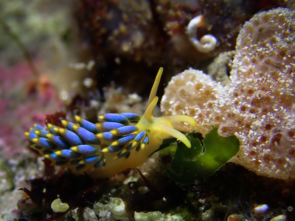 candy nudibranch (Nudibranchs and Sea Slugs of South Africa) · iNaturalist