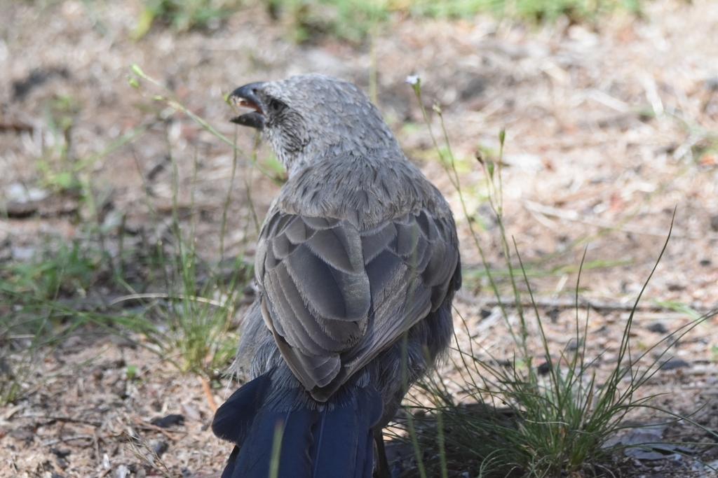 Apostlebird from Ben Halls campground, Berthas Gully Walking Track ...
